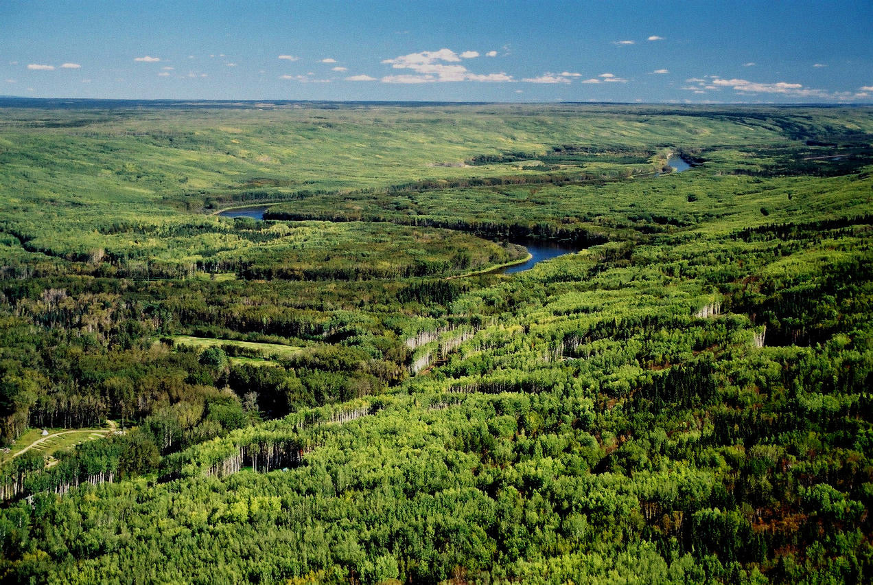 Let's Plant Forests with Blue Green Planet Project - Canada – Union Wood Co